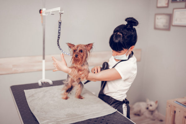 Service Dog Certification: What you need to know - Comparisonsmaster