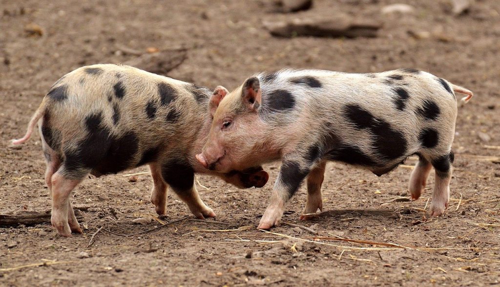 New Study On Yucatan Mini Pigs Offer Insight To Understanding Mechanism ...