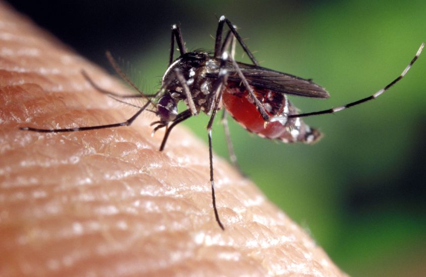 Genetically Modified Mosquitoes Released in Florida