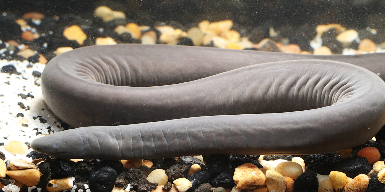 Scientists Confirm Presence of Caecilians in Florida